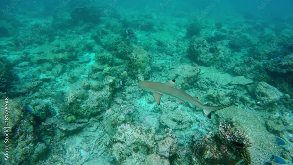 ein kleiner Schwarzspitzen-Riffhai schwimmt in einem Korallenriff auf ...