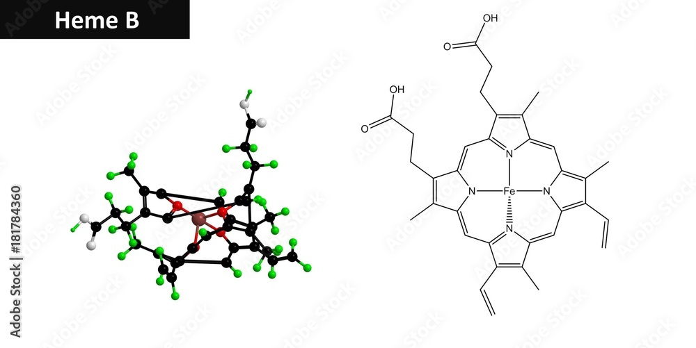 Poster Structure of heme B - the most abudant heme, 3d rendering ...