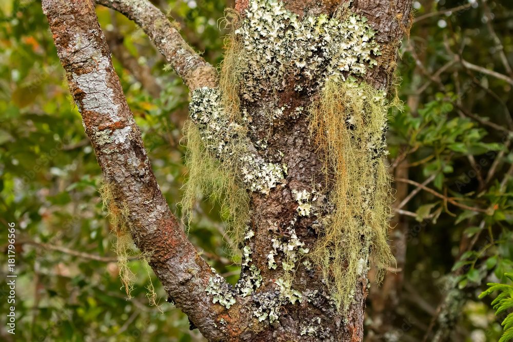 Crustose Lichen On Tree