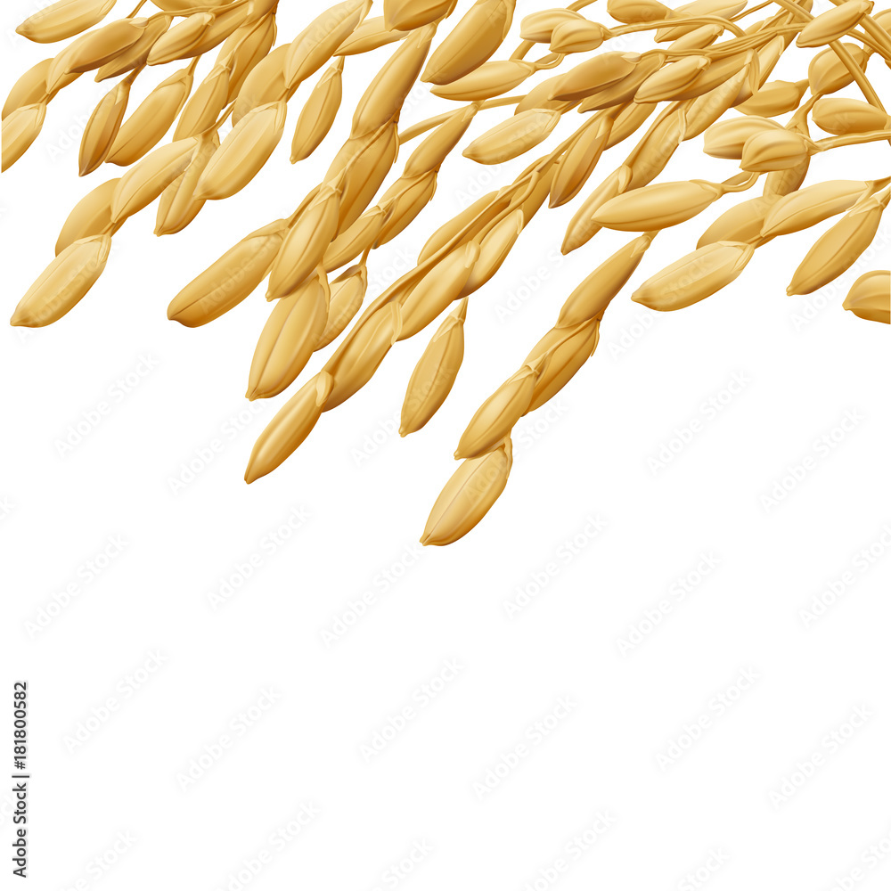 Rice - Oryza Hand drawn vector illustration of golden yellow rice ear ...