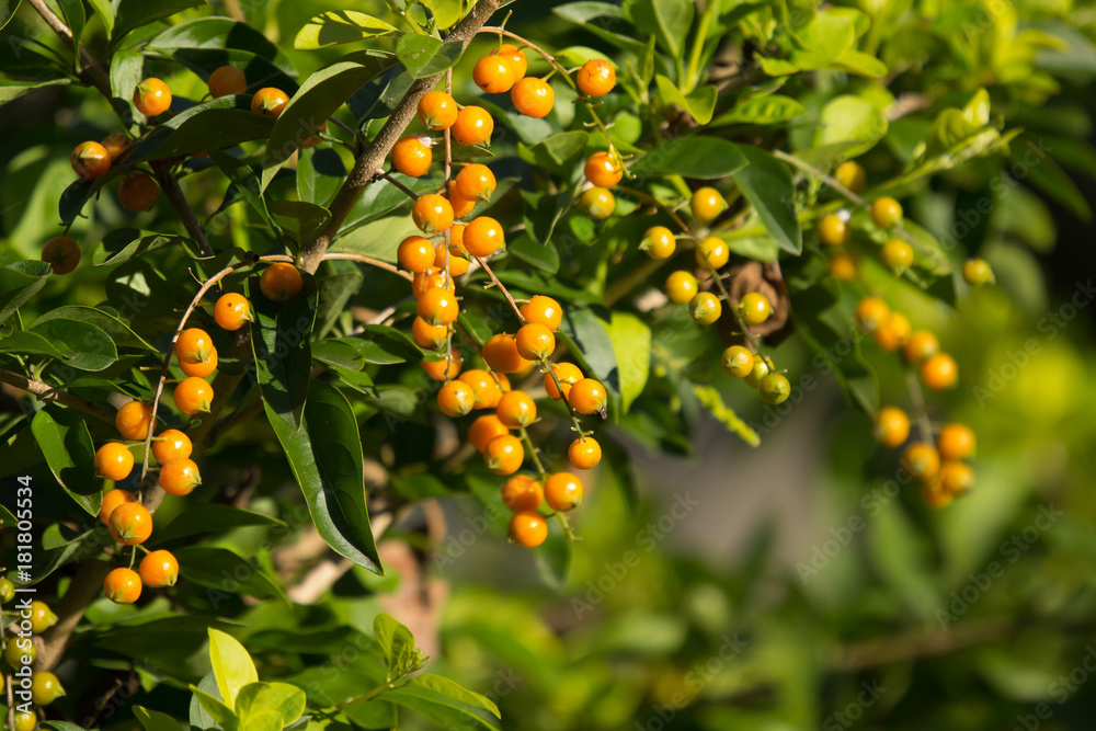 Small seed of Duranta repens Flower on tree Stock Photo | Adobe Stock