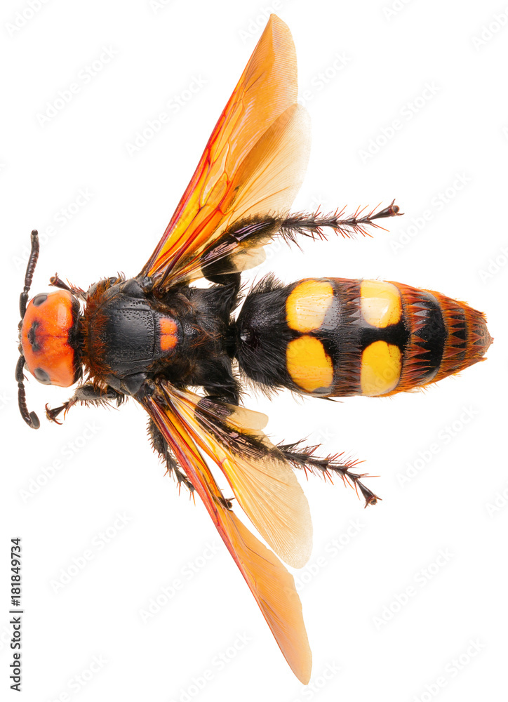 The mammoth wasp Megascolia maculata a very large wasp isolated on ...