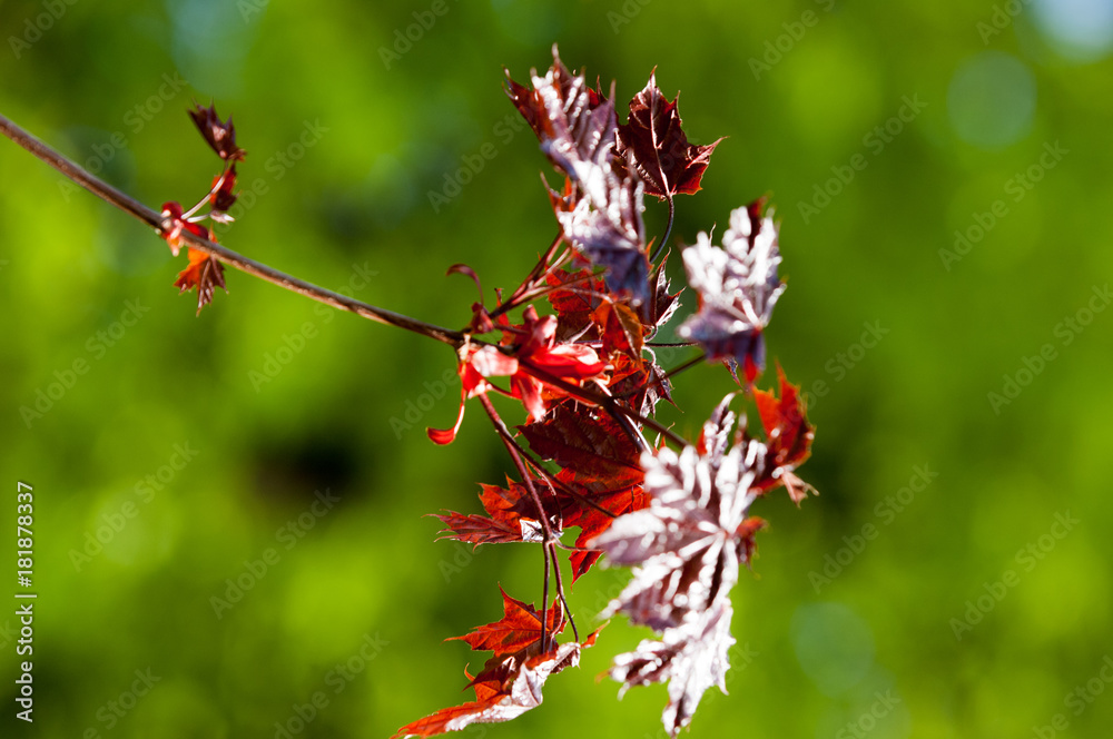 Acer rubrum red maple, also known as swamp, water or soft maple, is one ...