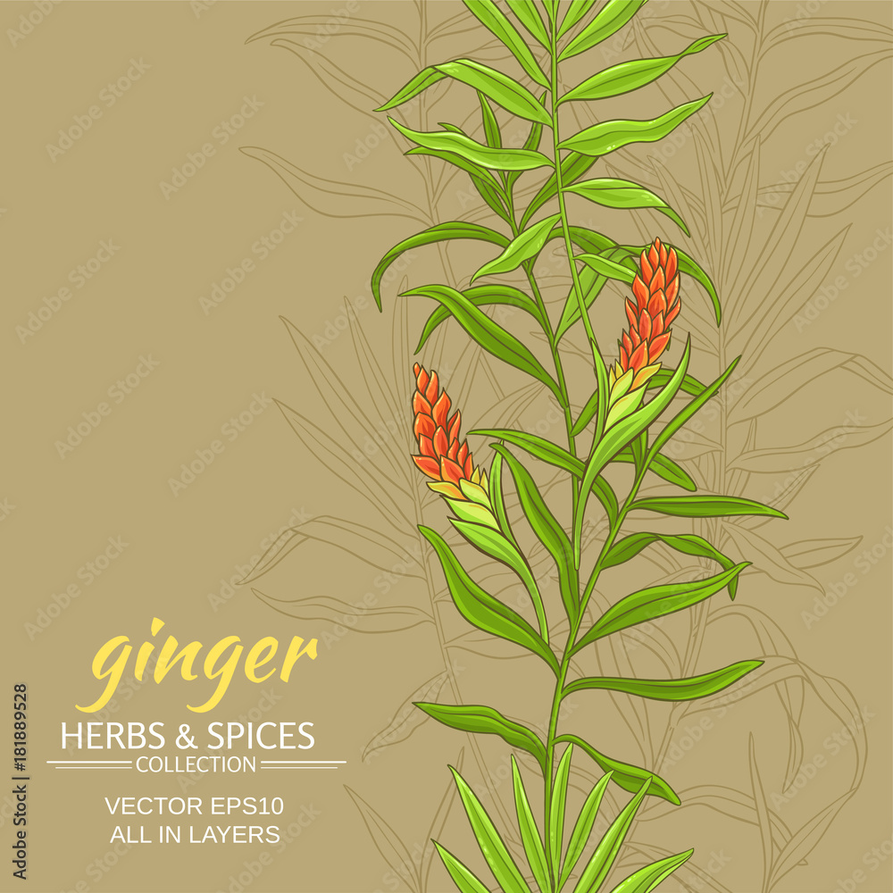 ginger vector background Stock Vector | Adobe Stock