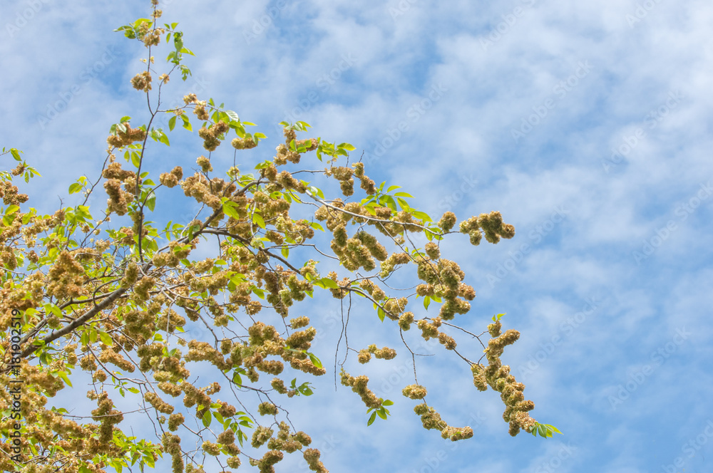 Flowers of Elms, Karagach. Elm Tree, fruits of the elm tree Stock Photo ...