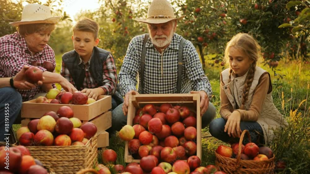 Big family working together in the apples trees garden: grandfather ...