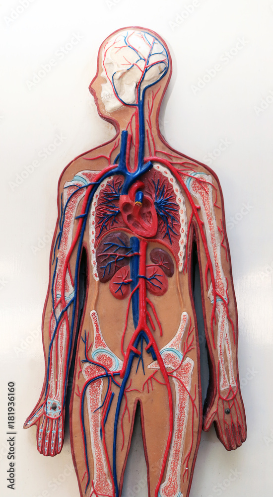 Human body model bone and blood vessels anatomy for medicine learning ...