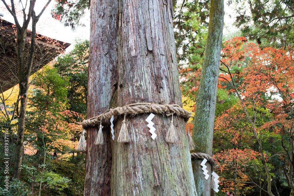 Foto de Sacred Tree / The sacred tree of Cedar in the Seimei temple in ...
