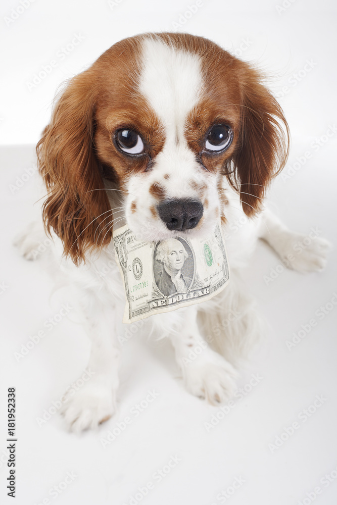 Dog costs. Animal pet costs. Dog holding money dollar bill on isolated ...
