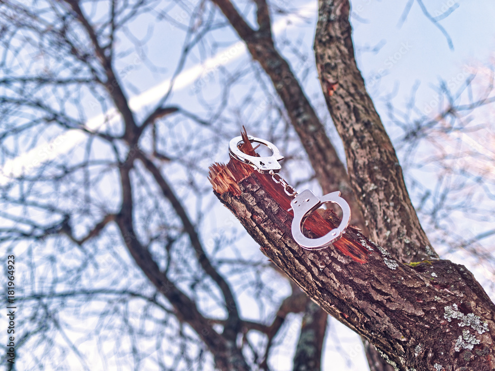 Left steel handcuffs hang on a broken branch of a tree. The texture of ...