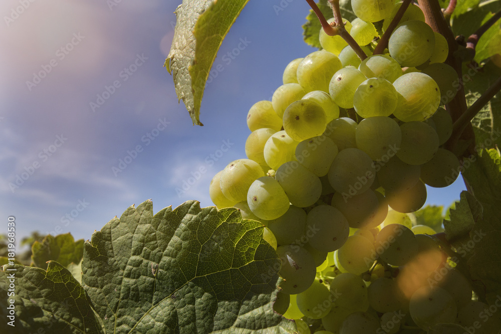 weisse Trauben am weinstock Stock Photo | Adobe Stock