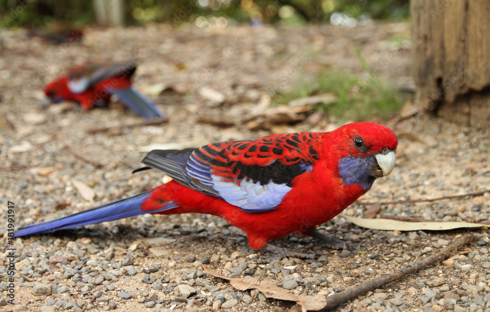 Perruche Rouge Et Bleue