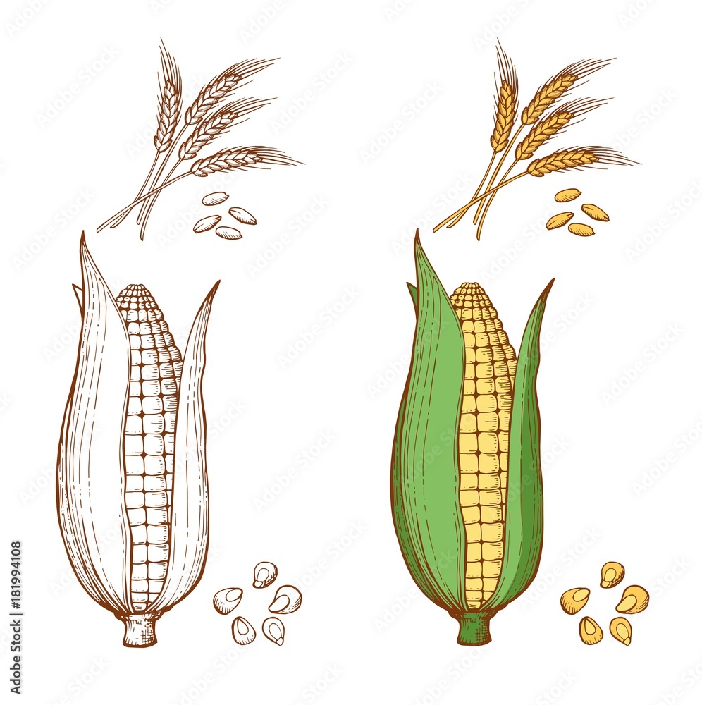 Corn Crops Drawing