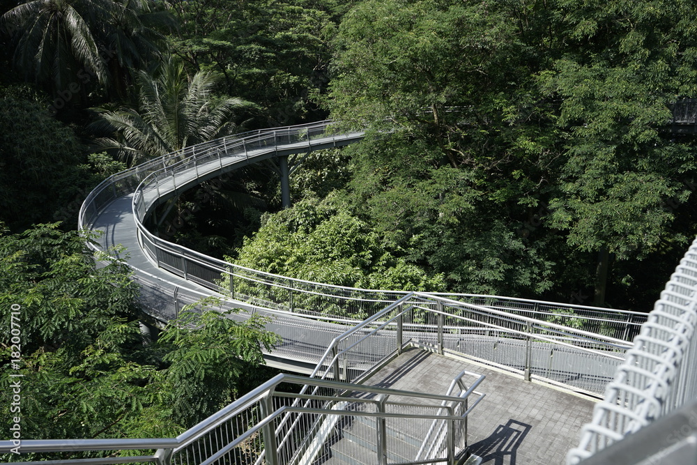 Tree top forest walk over tropical rainforest during Southern Ridges ...