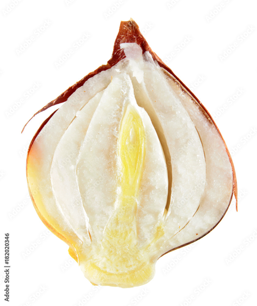 Structure of tulip bulb in the section. Tulip bulb cut in half inside ...