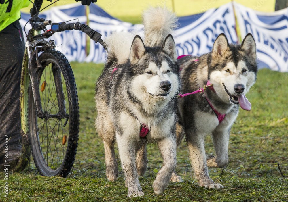 Are Mackenzie River Husky Aggressive