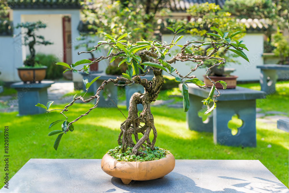 Bonsai tree in a pot on a stone table in sunlight in BaiHuaTan public ...
