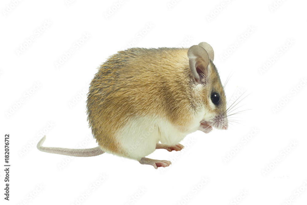 light yellow spiny mouse with white belly on a white background sits ...