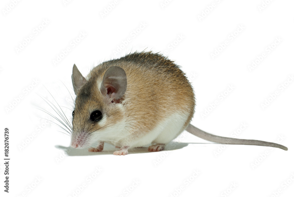light yellow spiny mouse with white belly on a white background sits ...
