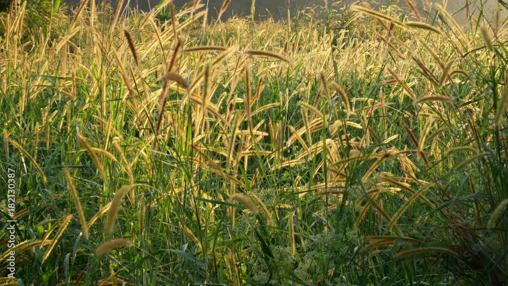 Reeds fields blown by the wind with golden warm light at sunset, flower ...