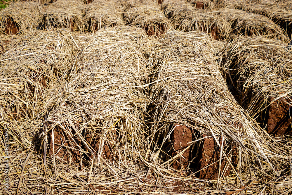 Drying mud bricks in Uganda. The straw is used to keep the mud bricks ...