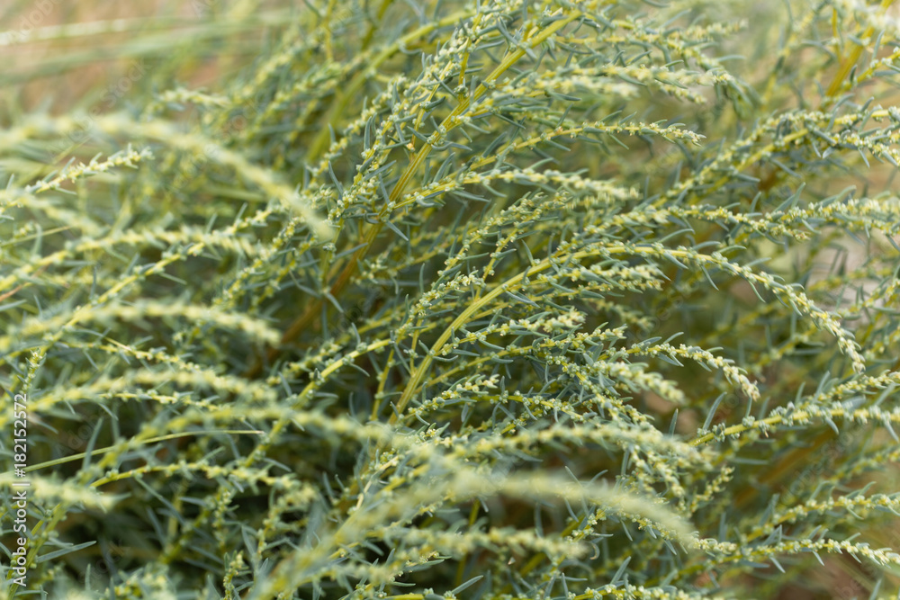 Herbaceous seepweed (Suaeda maritima) Stock Photo | Adobe Stock