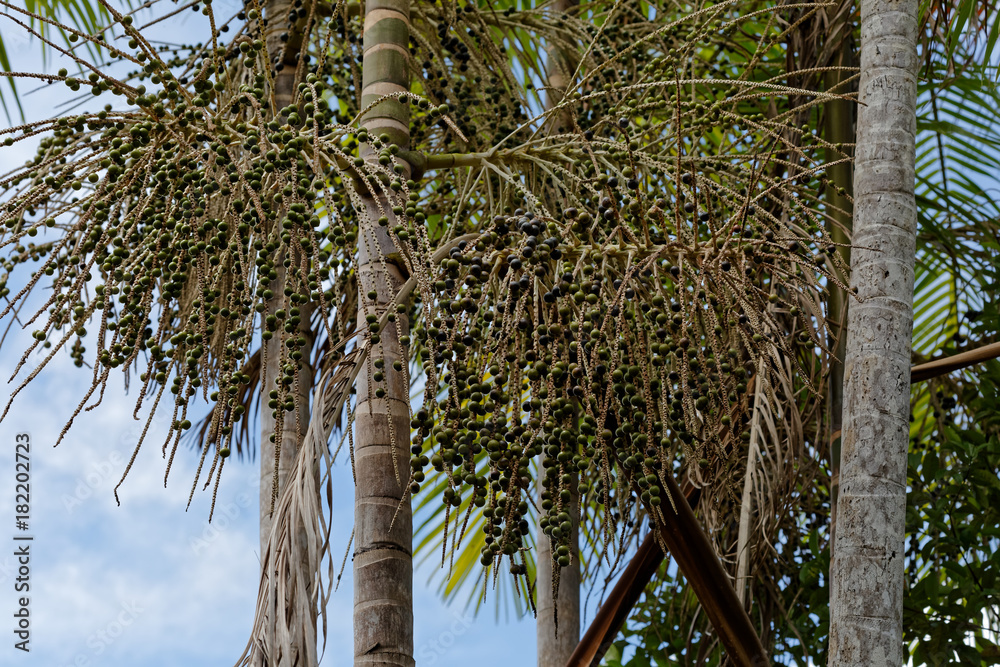 Foto Stock La saison du wassaï ou açaï ou pinot, fruit du palmier très ...