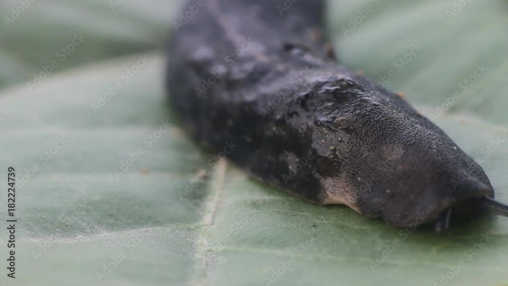 Large black slug with length of 14 cm, mollusc pests. India, Bangalore ...