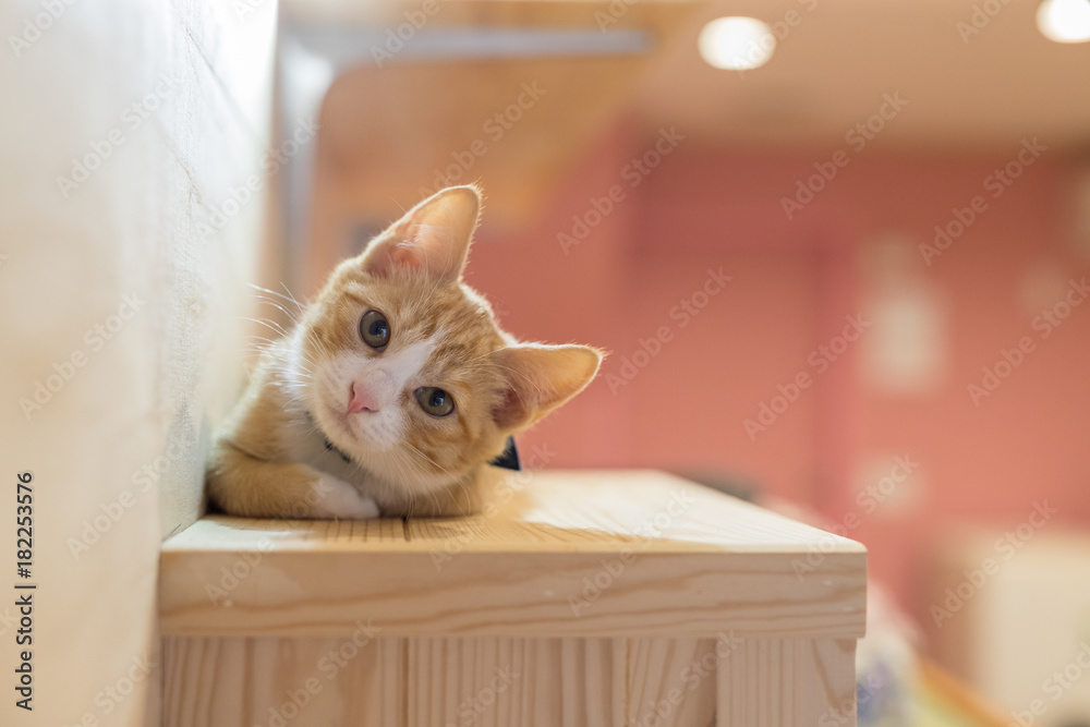 cat Stock Photo | Adobe Stock