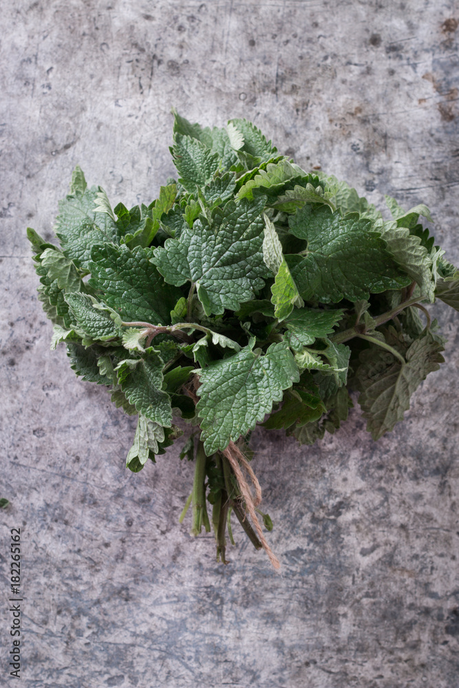 Melissa plant. Lemon balm in the garden. Herb plant in the wild nature ...