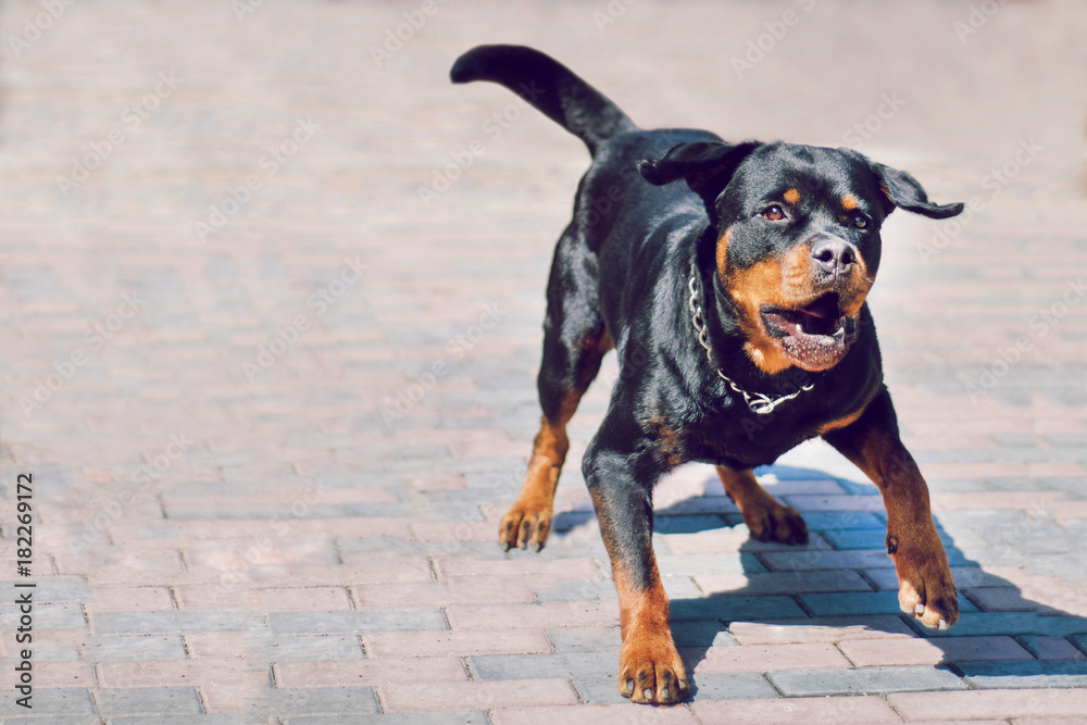 Angry Rottweiler Dog
