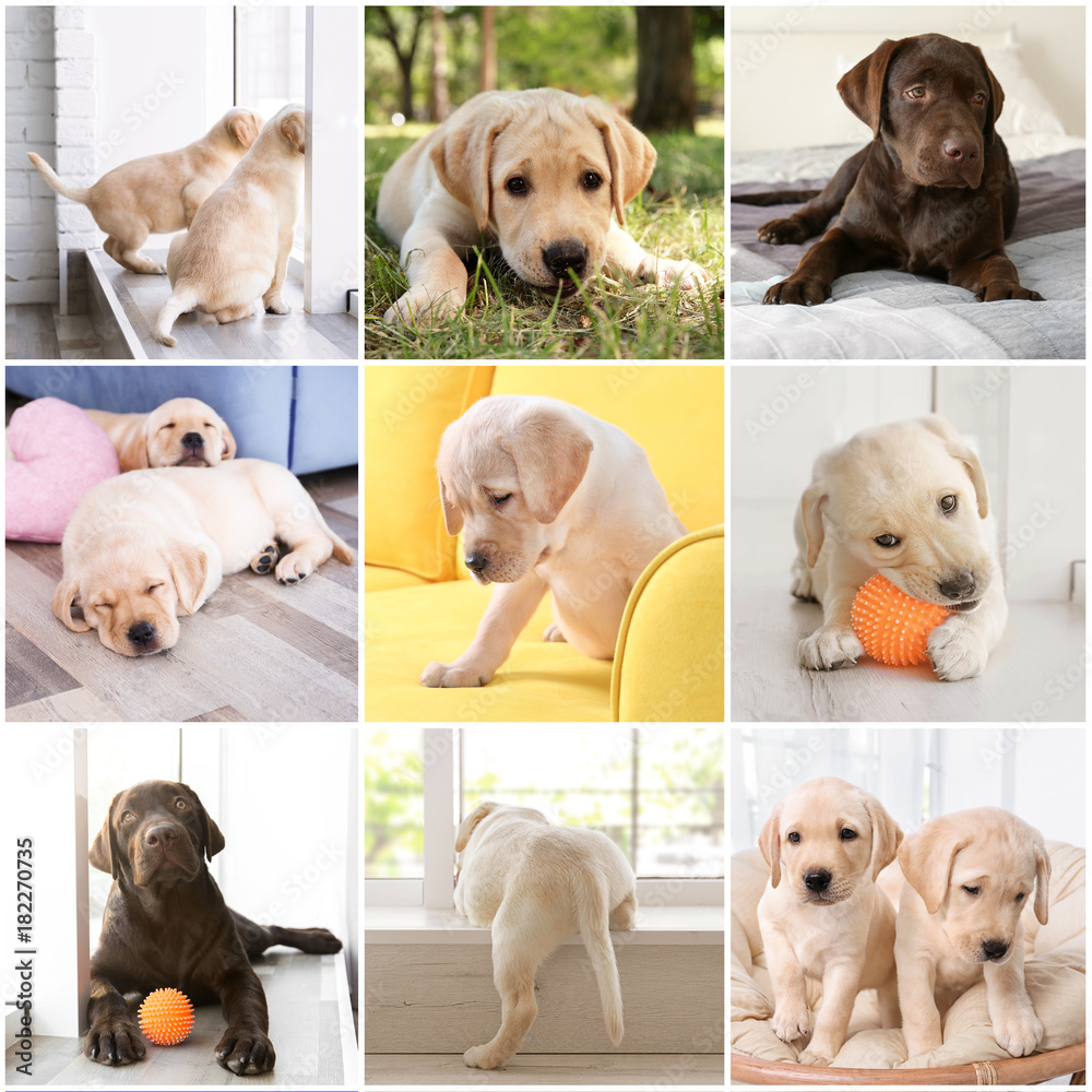 Cute Lab Puppies