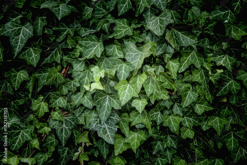 Ivy Texture, green leaves background, leaf pattern Stock Photo | Adobe ...