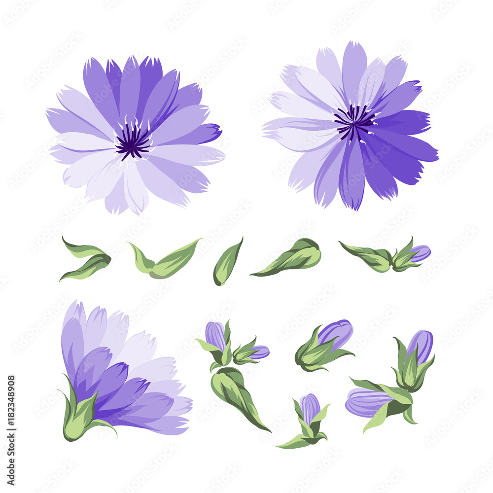 Set of chicory flowers elements. Botanical illustration. Collection of ...