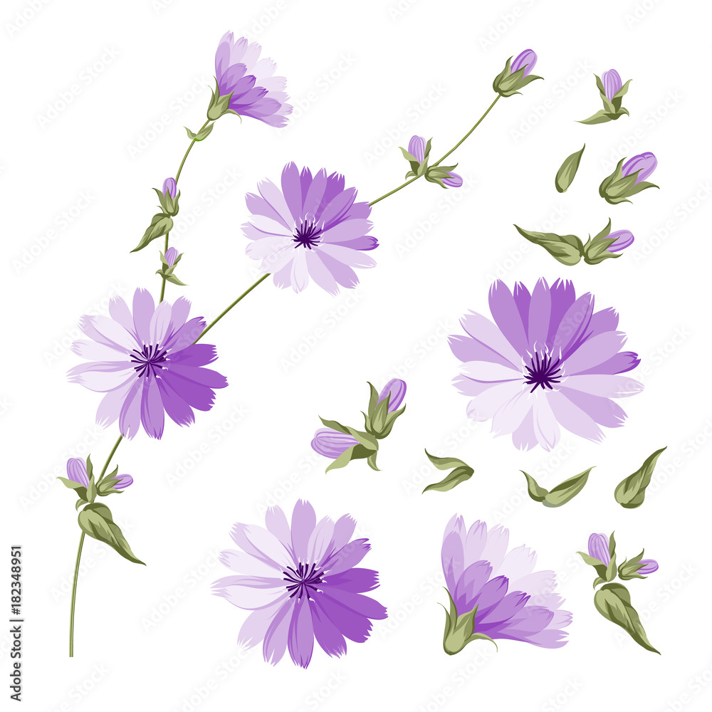 Set of chicory flowers elements. Botanical illustration. Collection of ...