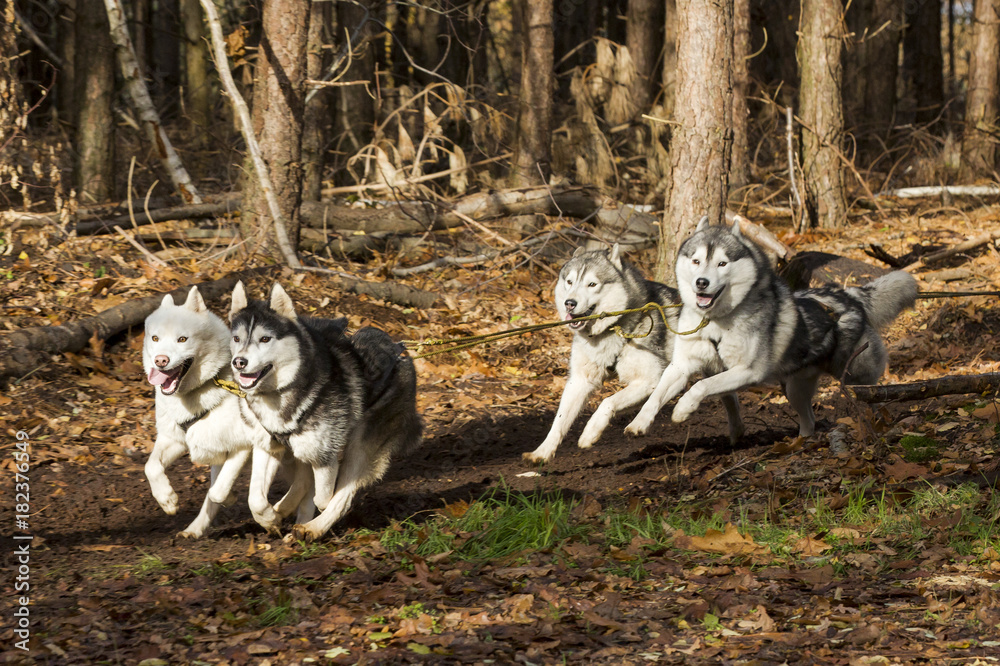 Are Mackenzie River Husky Aggressive