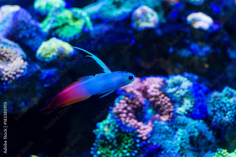 Firefish (Nemateleotris magnifica) in reef tank Stock Photo | Adobe Stock