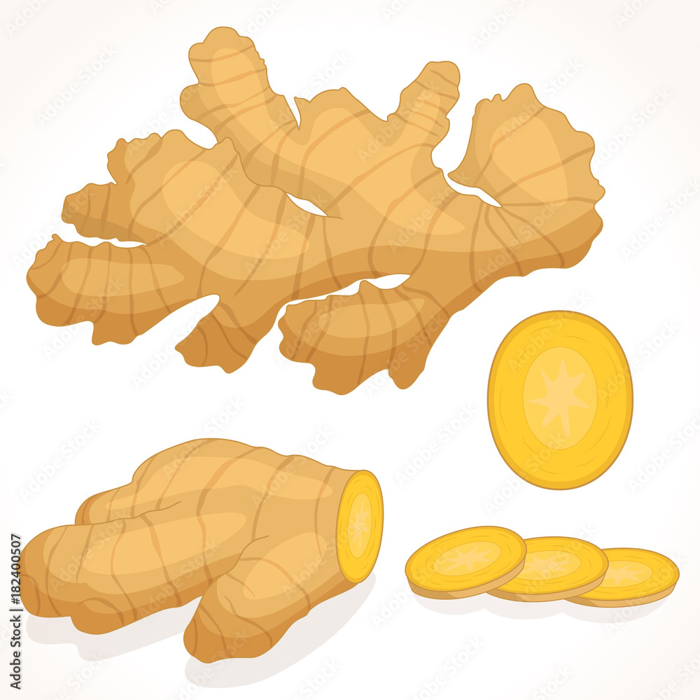 Ginger vector. Whole and sliced ginger root isolated on white ...