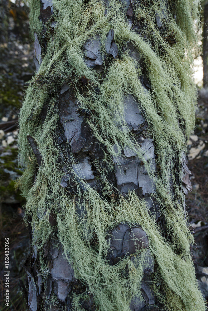 beard lichen, lat. Usnea, Tamadaba pine forest, canarian pine trees ...