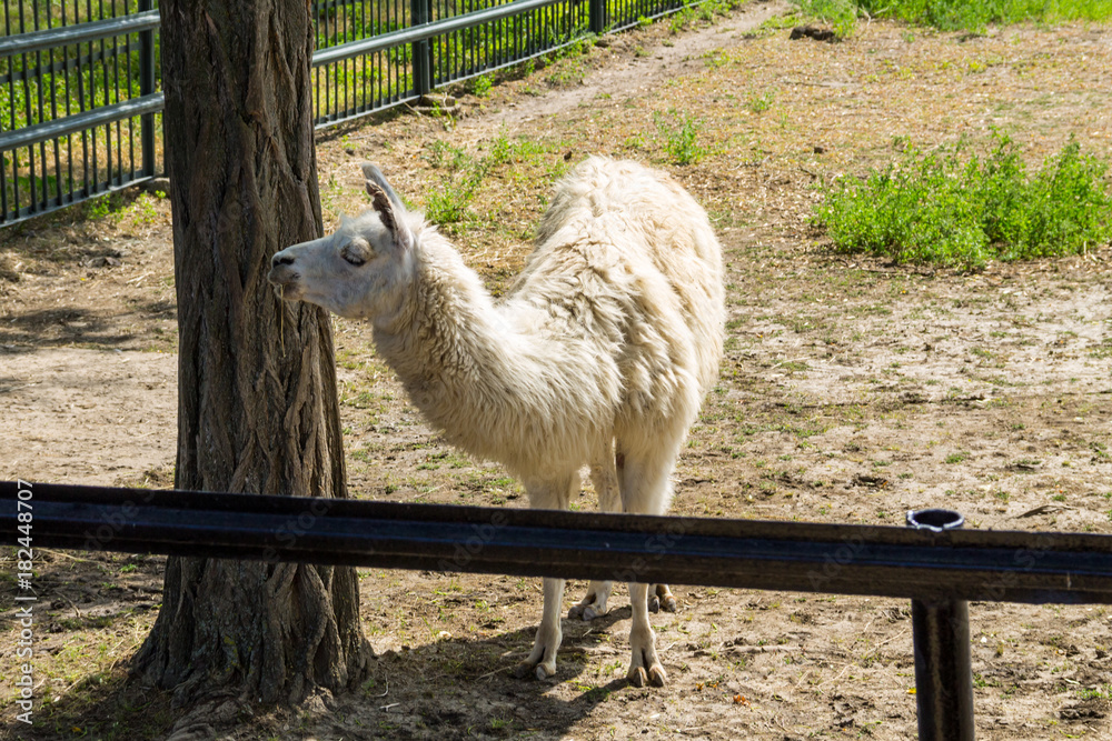 Portrait of a white lama Stock Photo | Adobe Stock