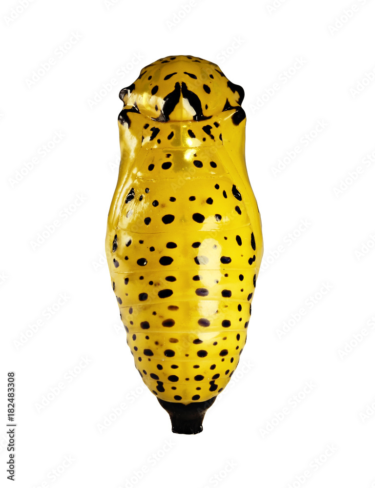 A golden metallic glittering butterfly pupa of the paper kite, rice ...