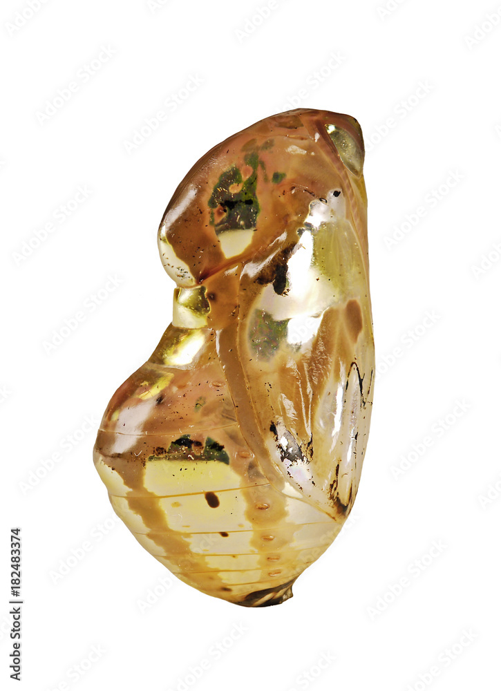 A golden metallic glittering pupa of the common crow butterfly, Euploea ...