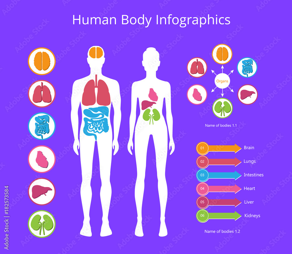 Human Body Infographic on Vector Illustration Stock Vector | Adobe Stock