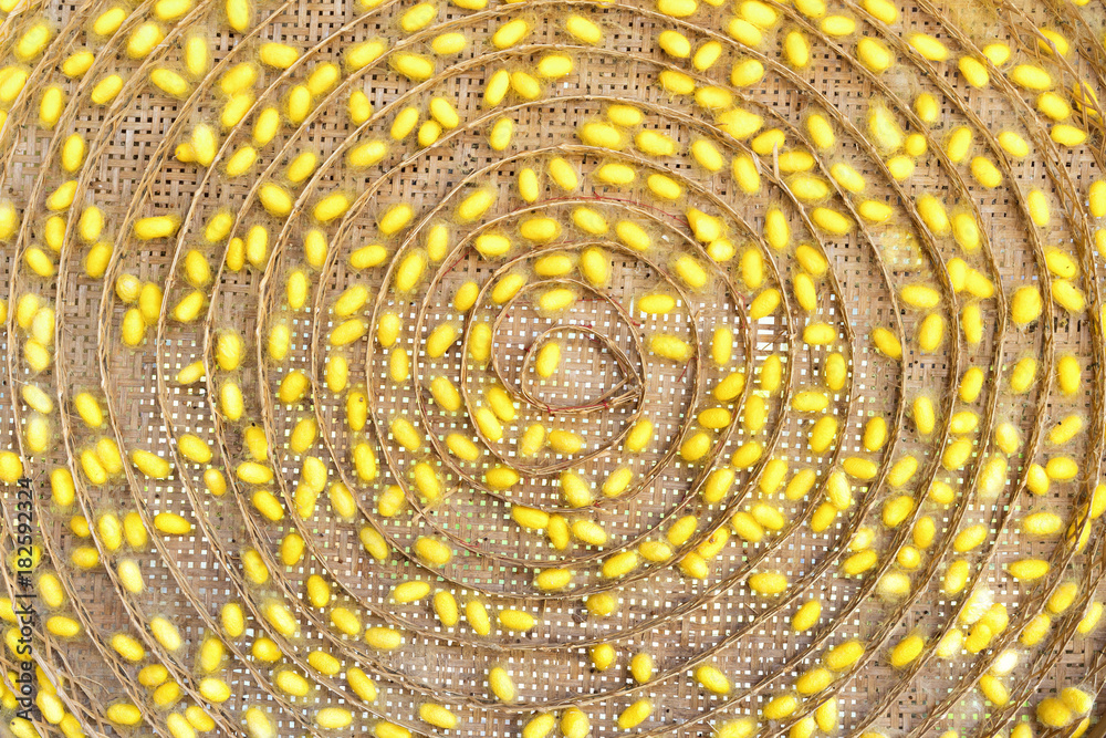 Silk production process, Silkworm from egg to worm Stock Photo | Adobe ...