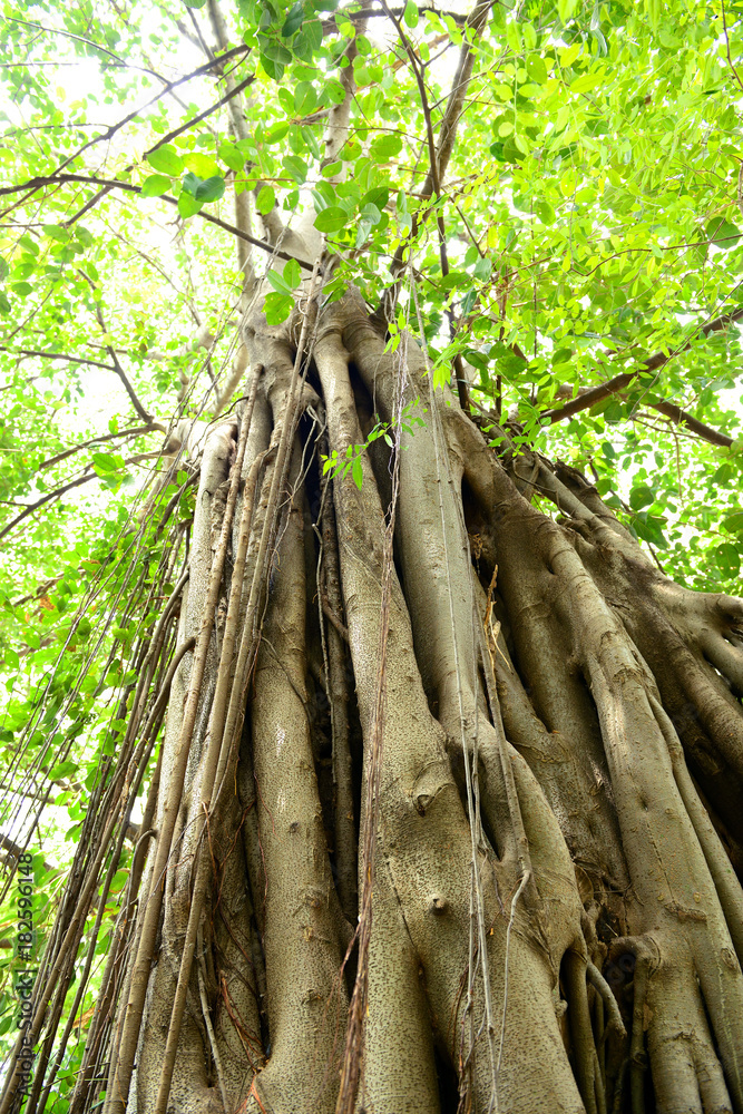 Tree roots texture Stock Photo | Adobe Stock
