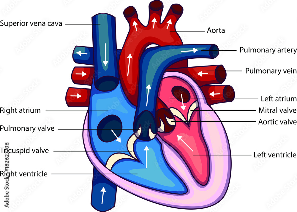 Schematic vector illustration of heart anatomy. Stock Vector | Adobe Stock