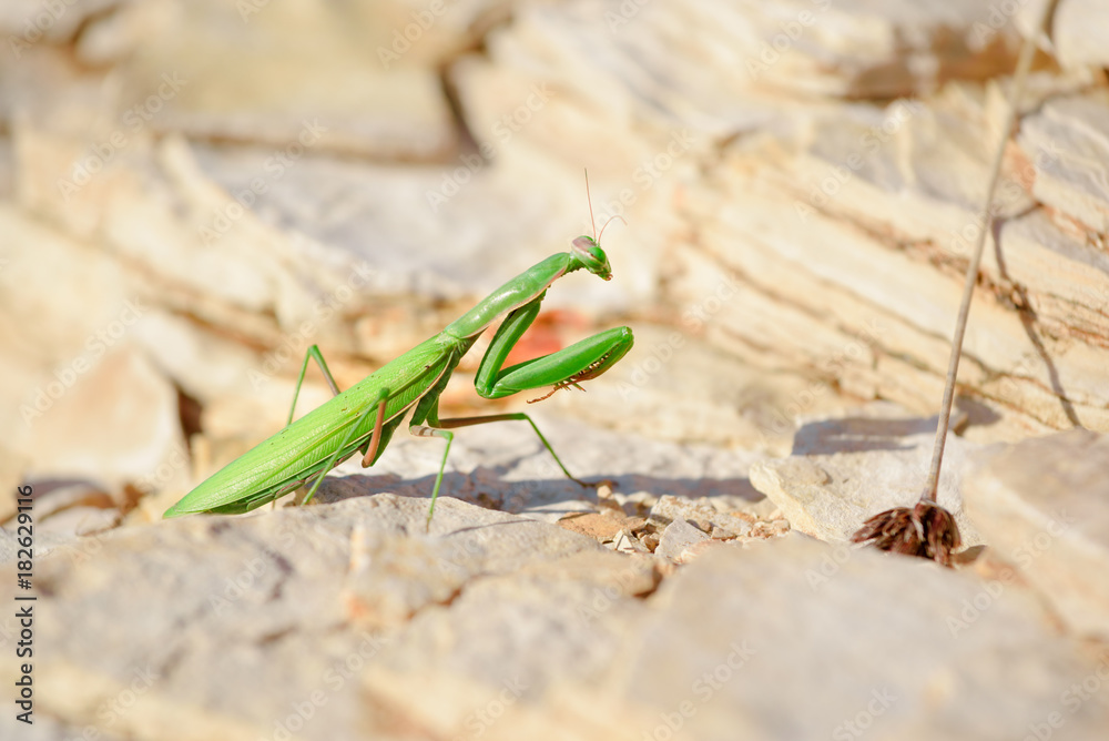 The European mantis, praying mantis or Mantis religiosa is a large ...