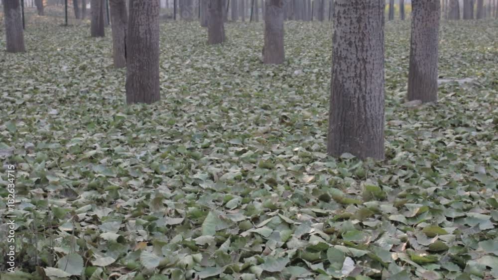 After the gusty wind, a poplar tree with fallen leaves. Early winter ...