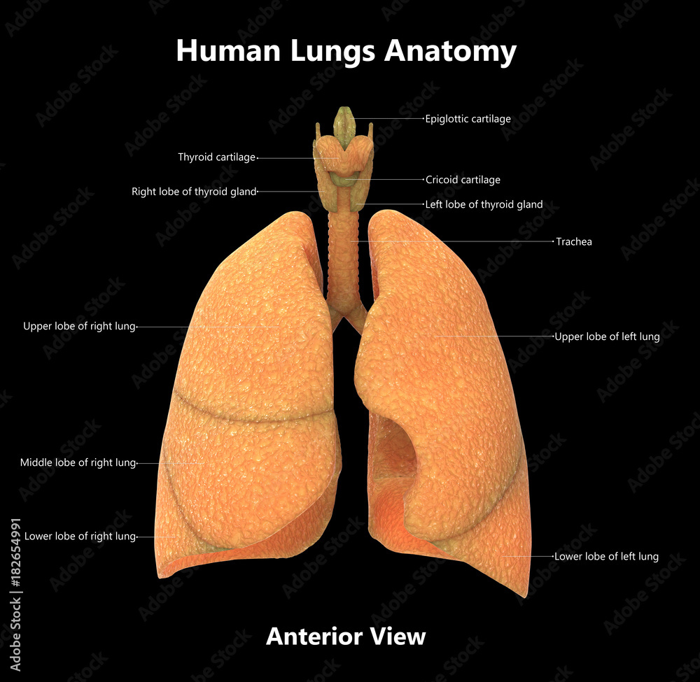 Human Lungs Anatomy with Detailed Labels (Anterior view) Stock ...