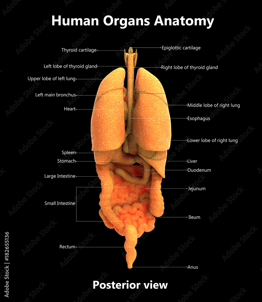 Human Organs Anatomy with Detailed Labels (Posterior View) Stock ...